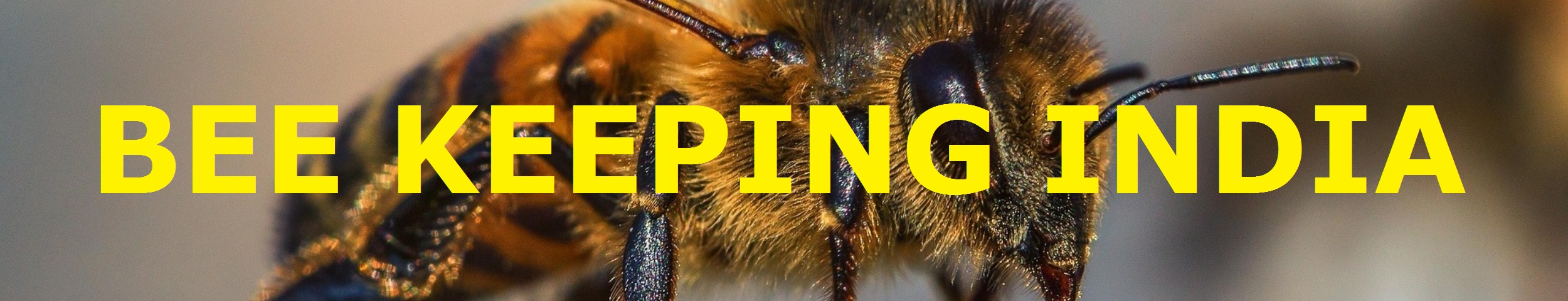 | Bee Keeping India